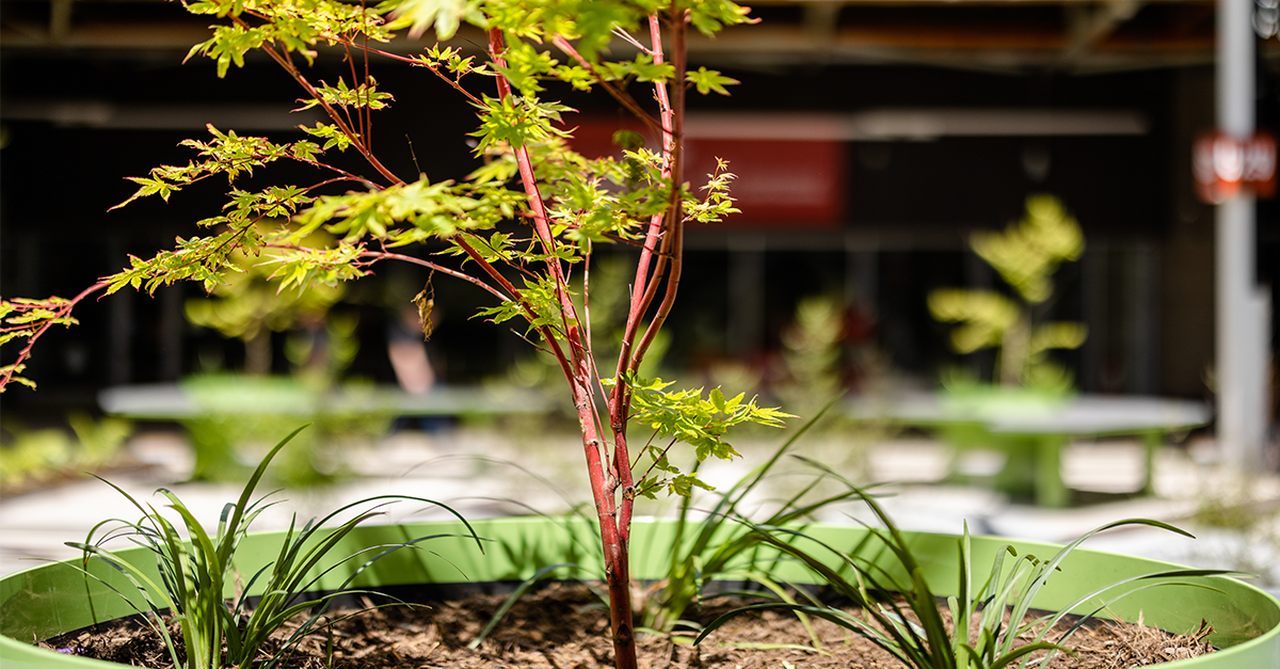 Tonsley drives towards a greener future with new MAB forest • Renewal SA