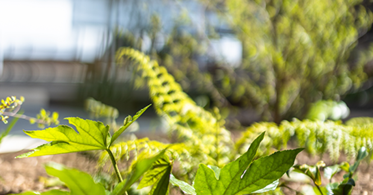 Tonsley drives towards a greener future with new MAB forest • Renewal SA